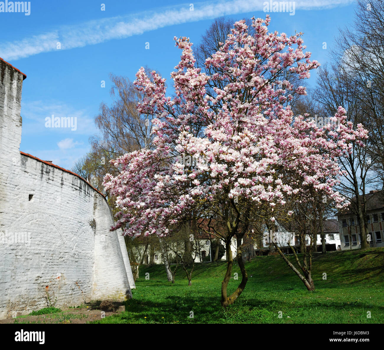 tree park wall spring bouncing bounces hop skipping frisks jumping jump ...