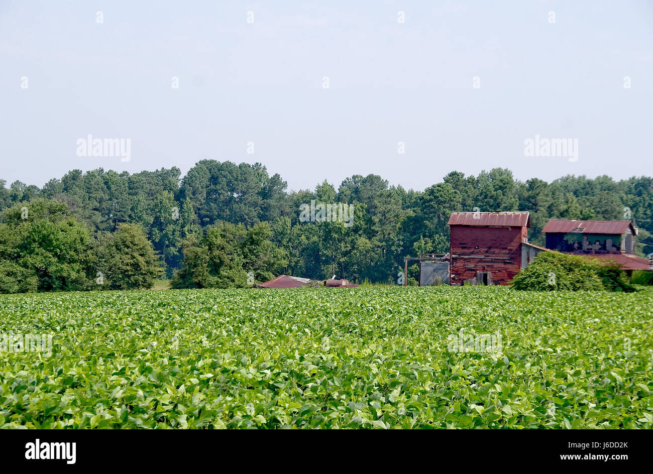 agriculture farming field crops plants landscape scenery countryside ...