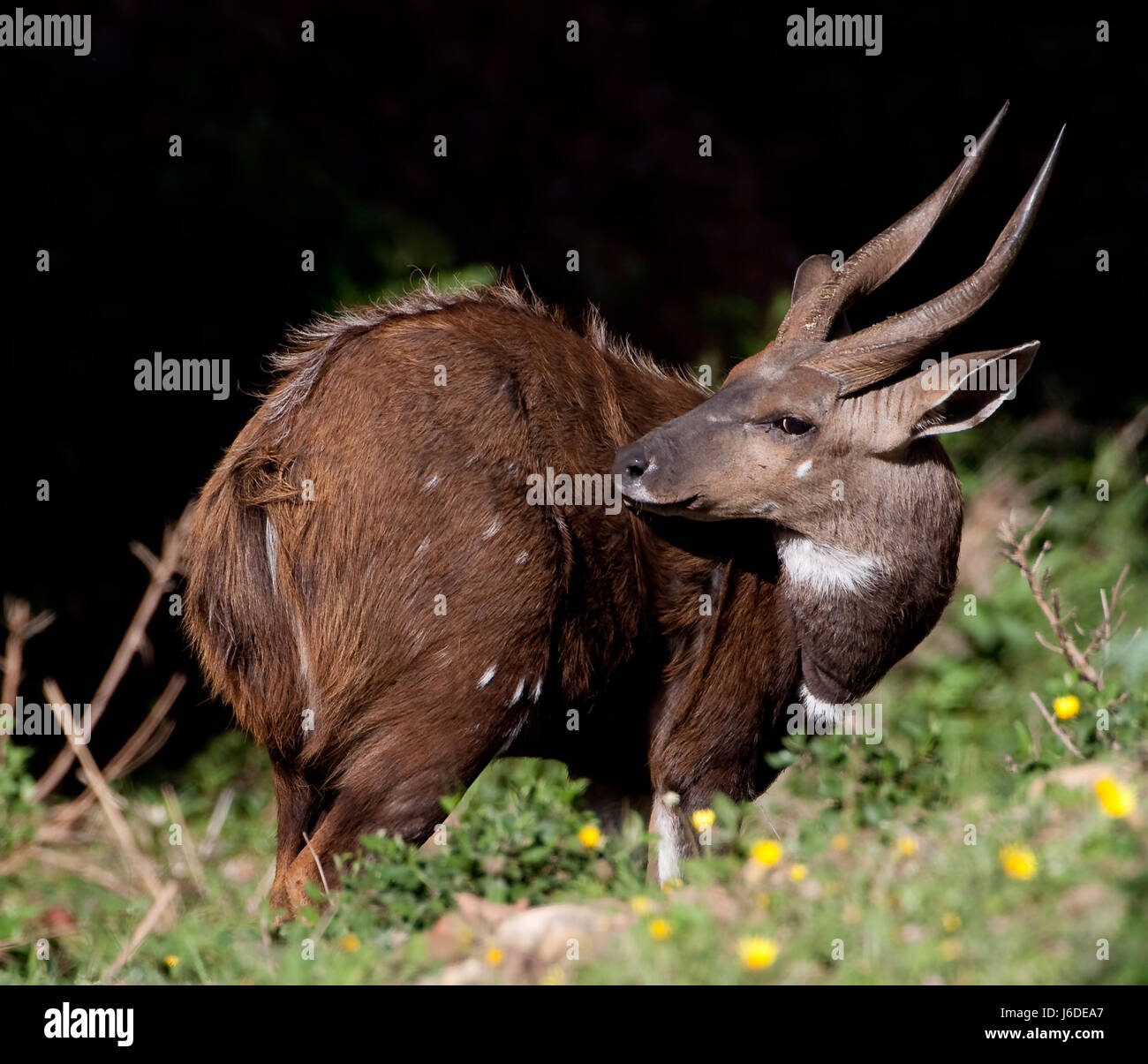 Bushbuck buschbock hi-res stock photography and images - Alamy