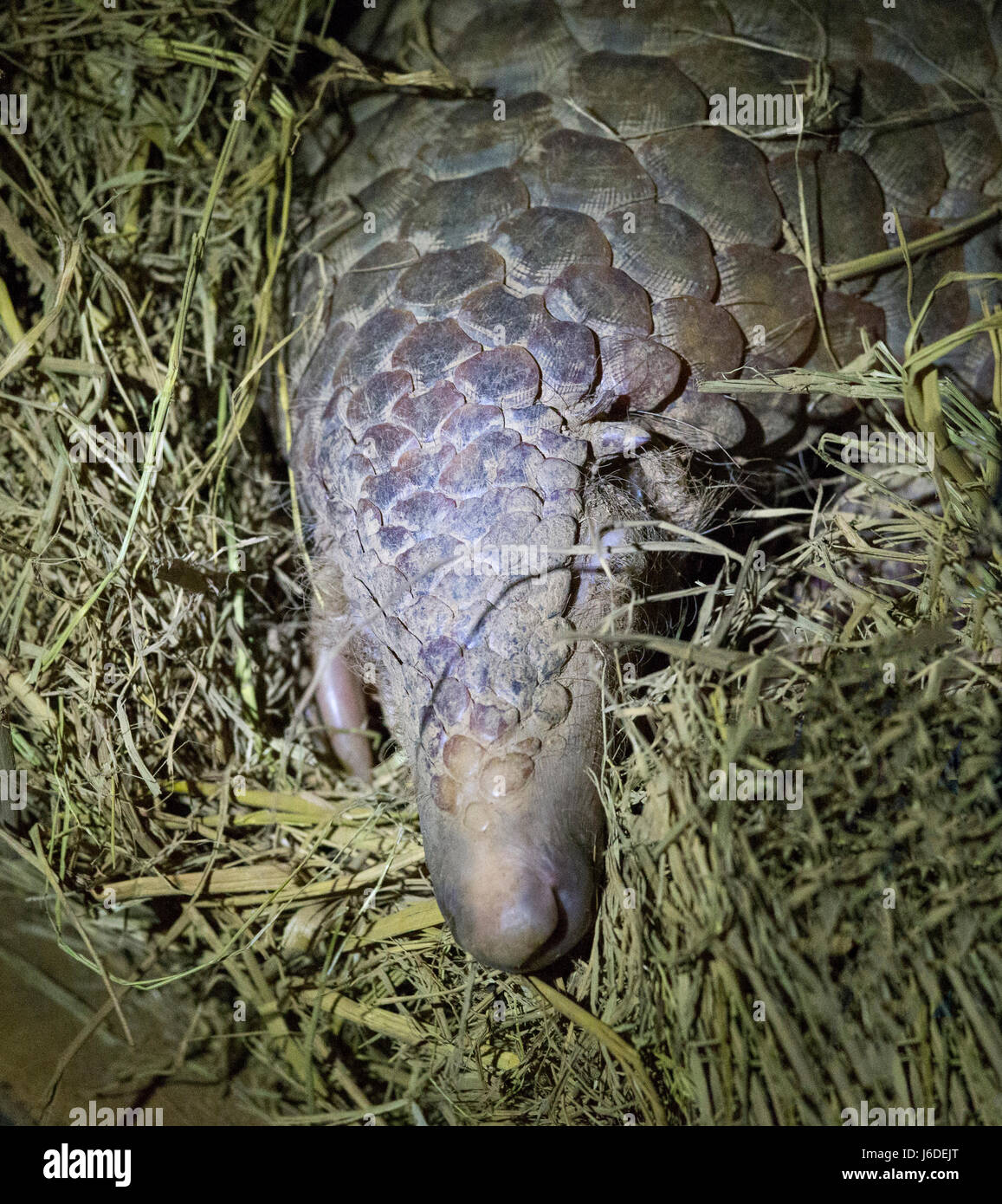 pangolin portrait close up in Vietnam Stock Photo - Alamy