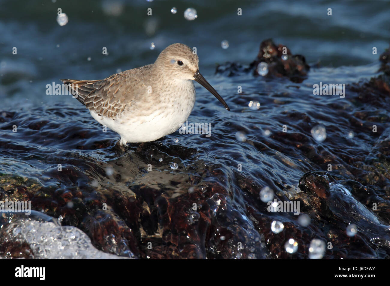 bird waves wildlife salt water sea ocean water nature animal bird fauna ...