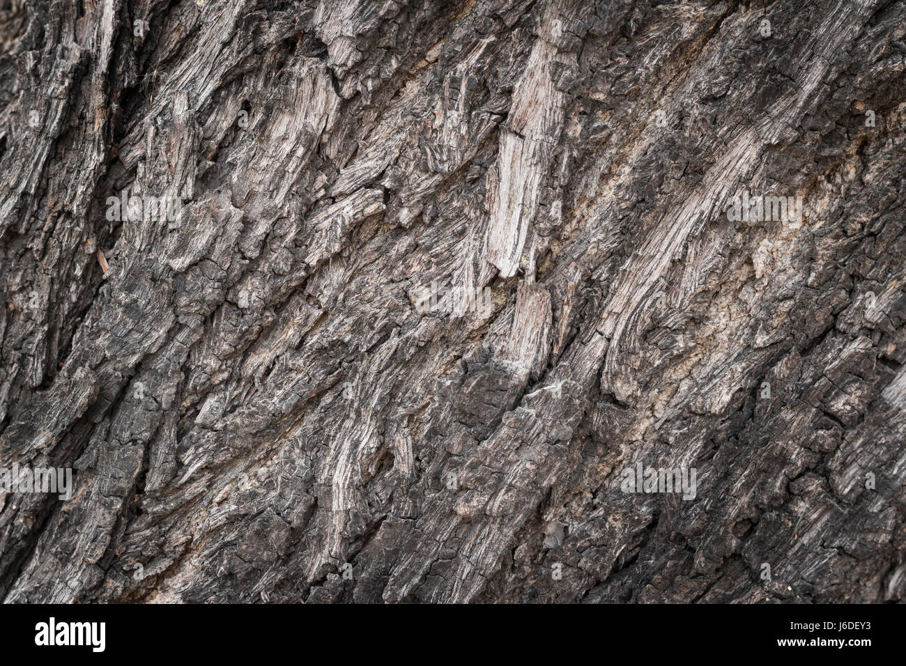 Wooden bark texture Stock Photo - Alamy