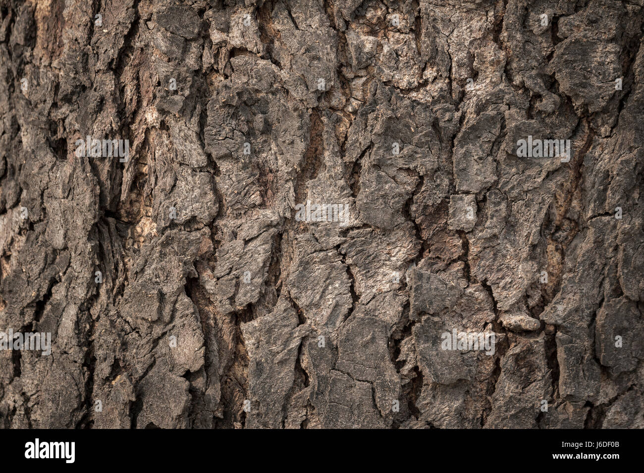 Wooden bark texture Stock Photo - Alamy