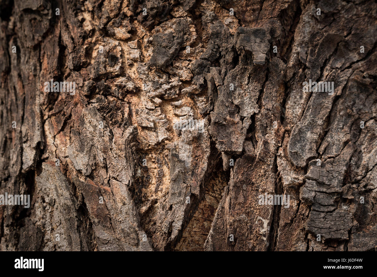 Wooden bark texture Stock Photo - Alamy