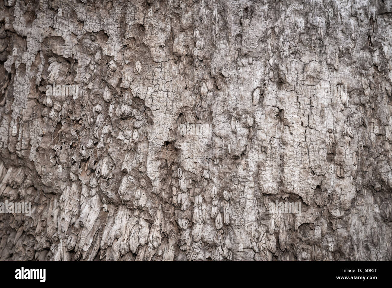 Wooden bark texture Stock Photo - Alamy