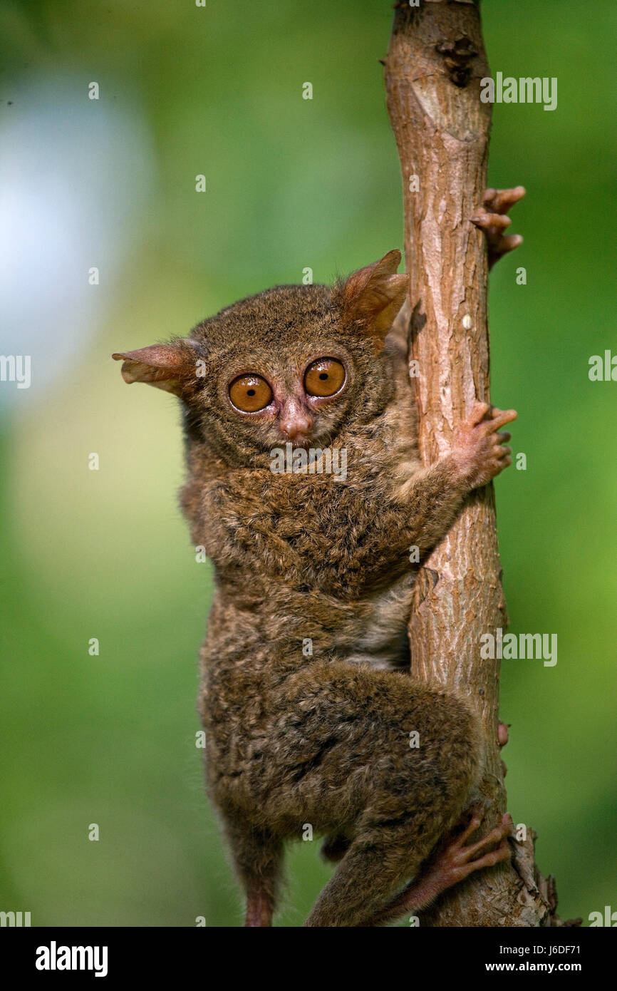 Tarsius species hi-res stock photography and images - Alamy