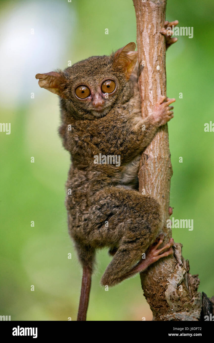 Tarsius is sitting on a tree in the jungle. close-up. Indonesia ...