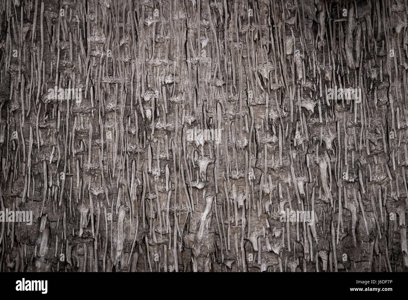 Wooden bark texture Stock Photo - Alamy
