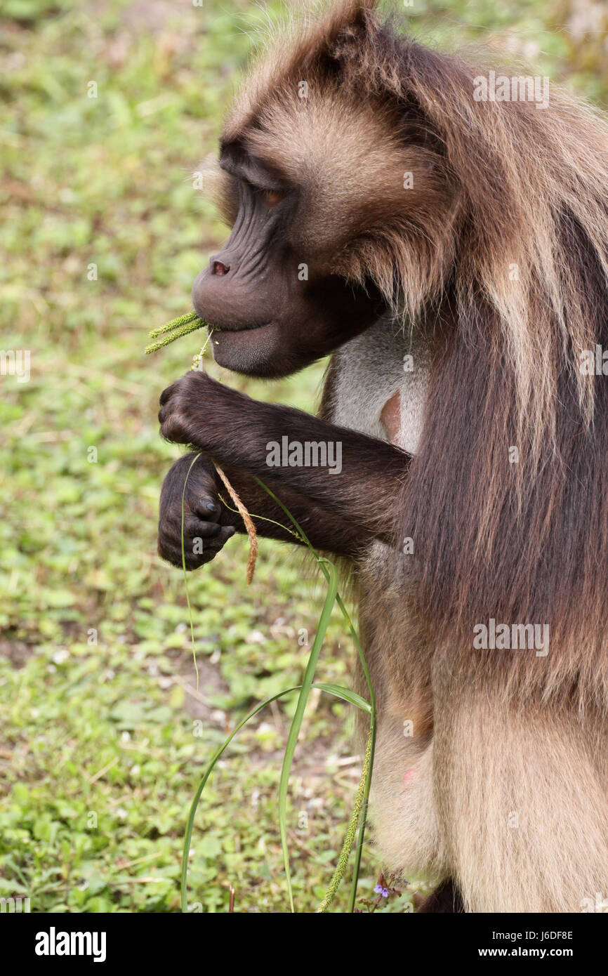 Theropithecus gelada males hi-res stock photography and images - Alamy