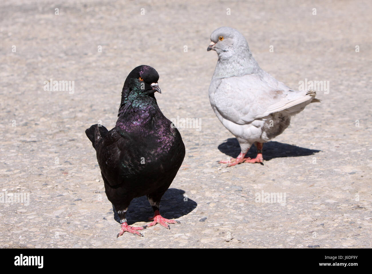 Modena pigeons hi-res stock photography and images - Alamy