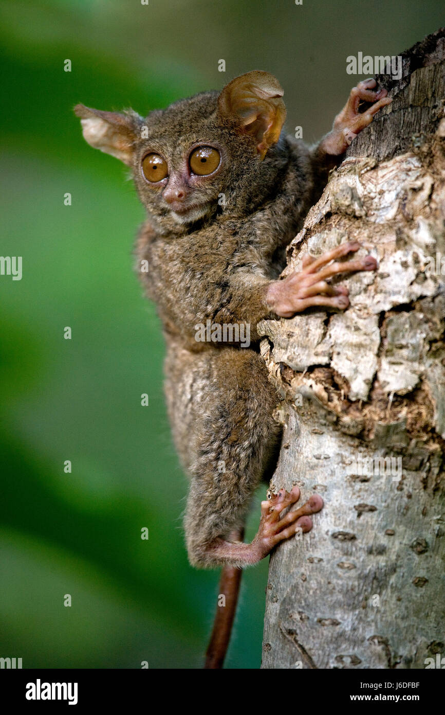 Tarsius is sitting on a tree in the jungle. close-up. Indonesia ...