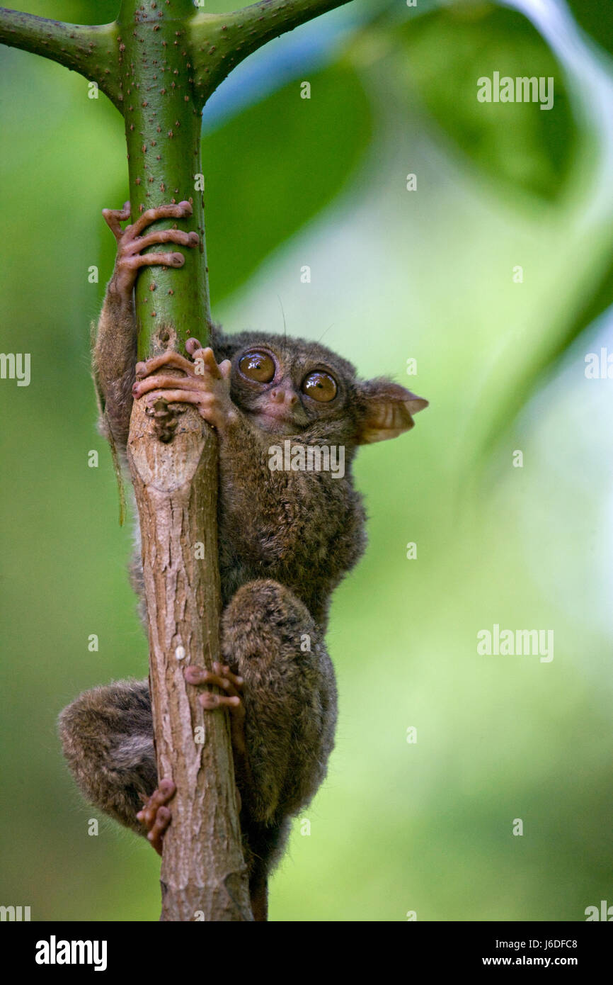 Tarsius is sitting on a tree in the jungle. close-up. Indonesia ...