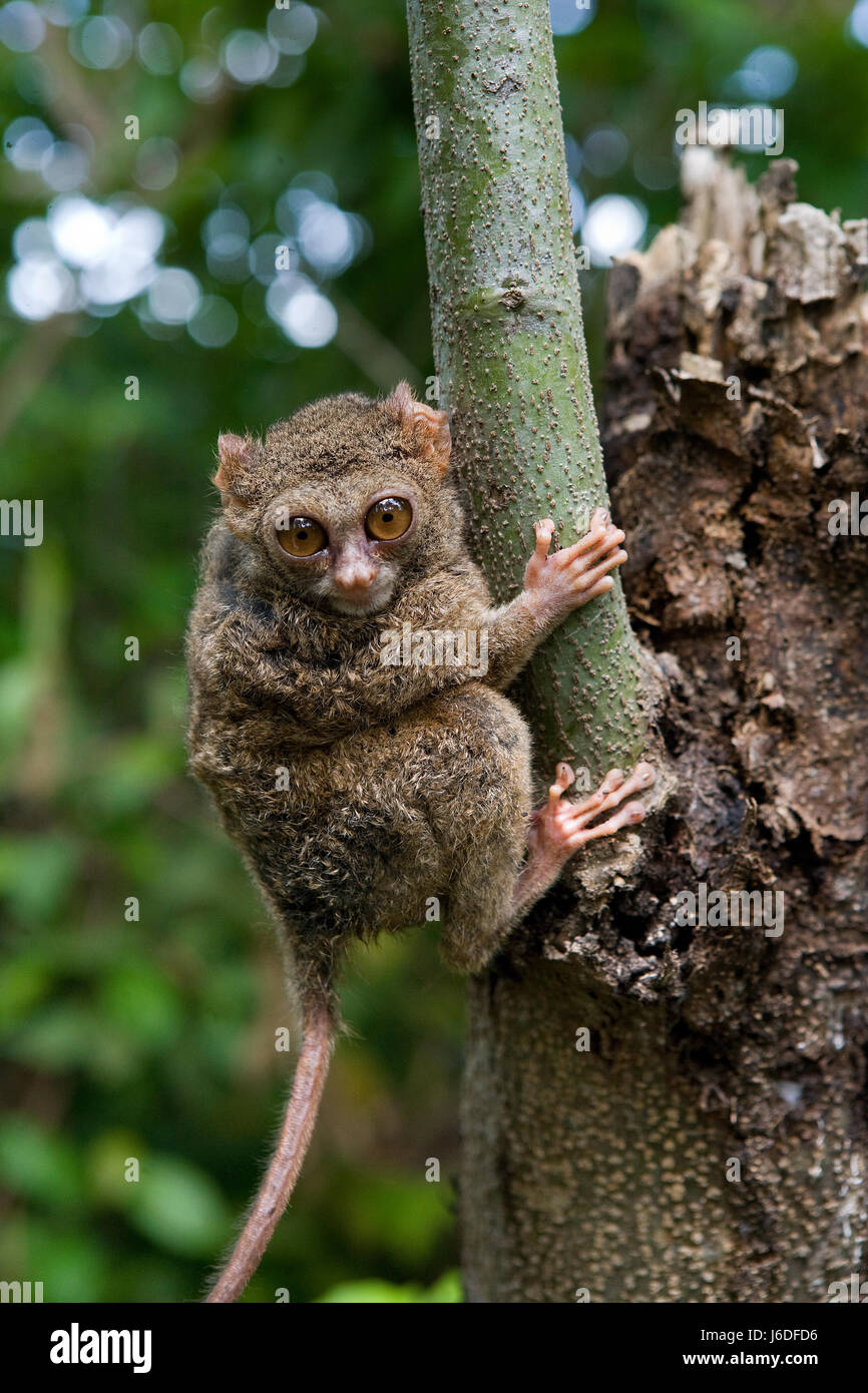 Tarsius is sitting on a tree in the jungle. close-up. Indonesia ...