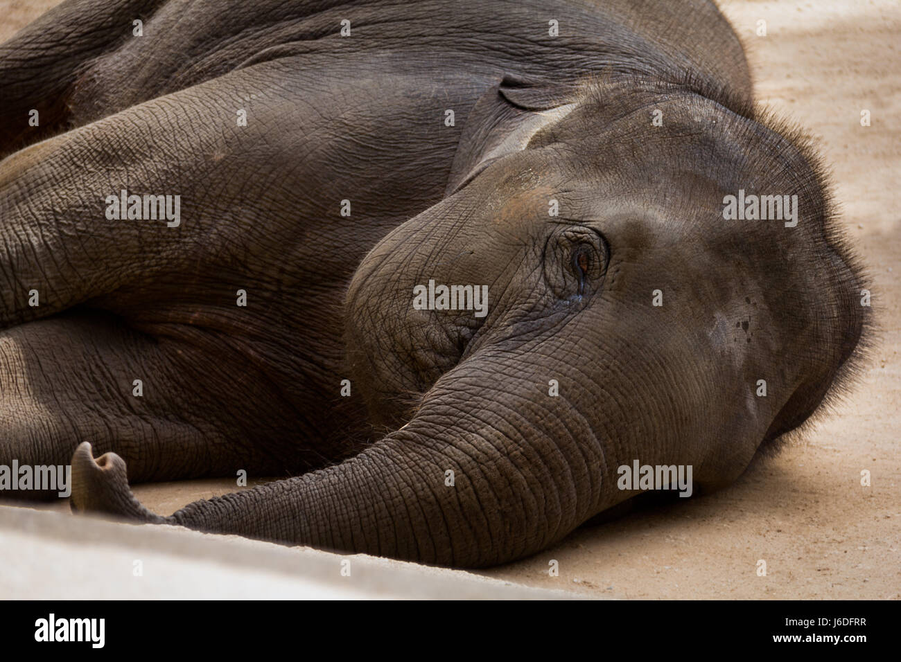 Elephant lying on the floor Stock Photo - Alamy