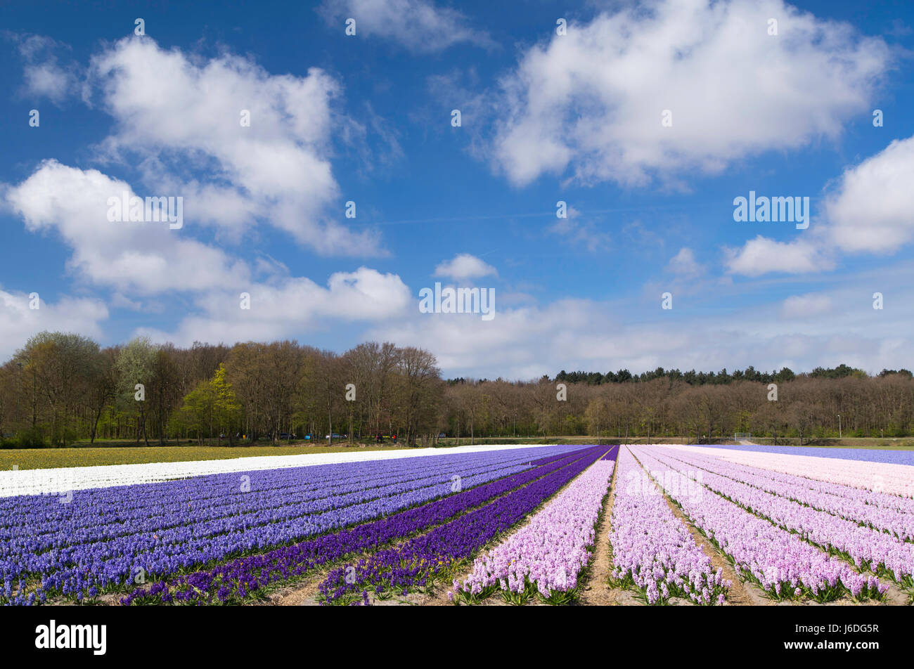 Lisse flowers hi-res stock photography and images - Alamy