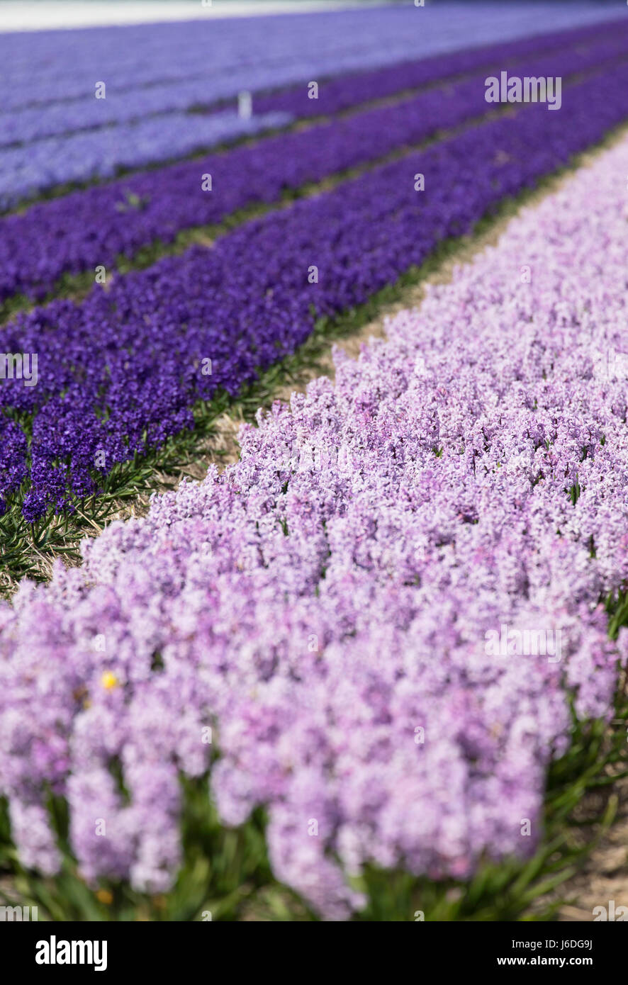 Lilac field netherlands hi-res stock photography and images - Alamy