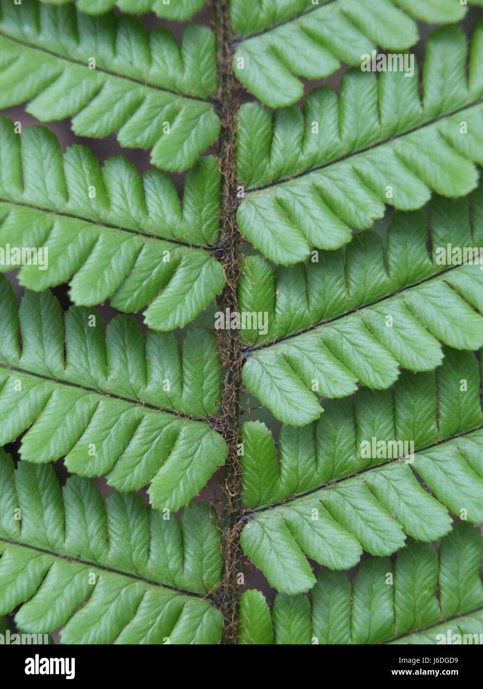 Micro climate botany hi-res stock photography and images - Alamy