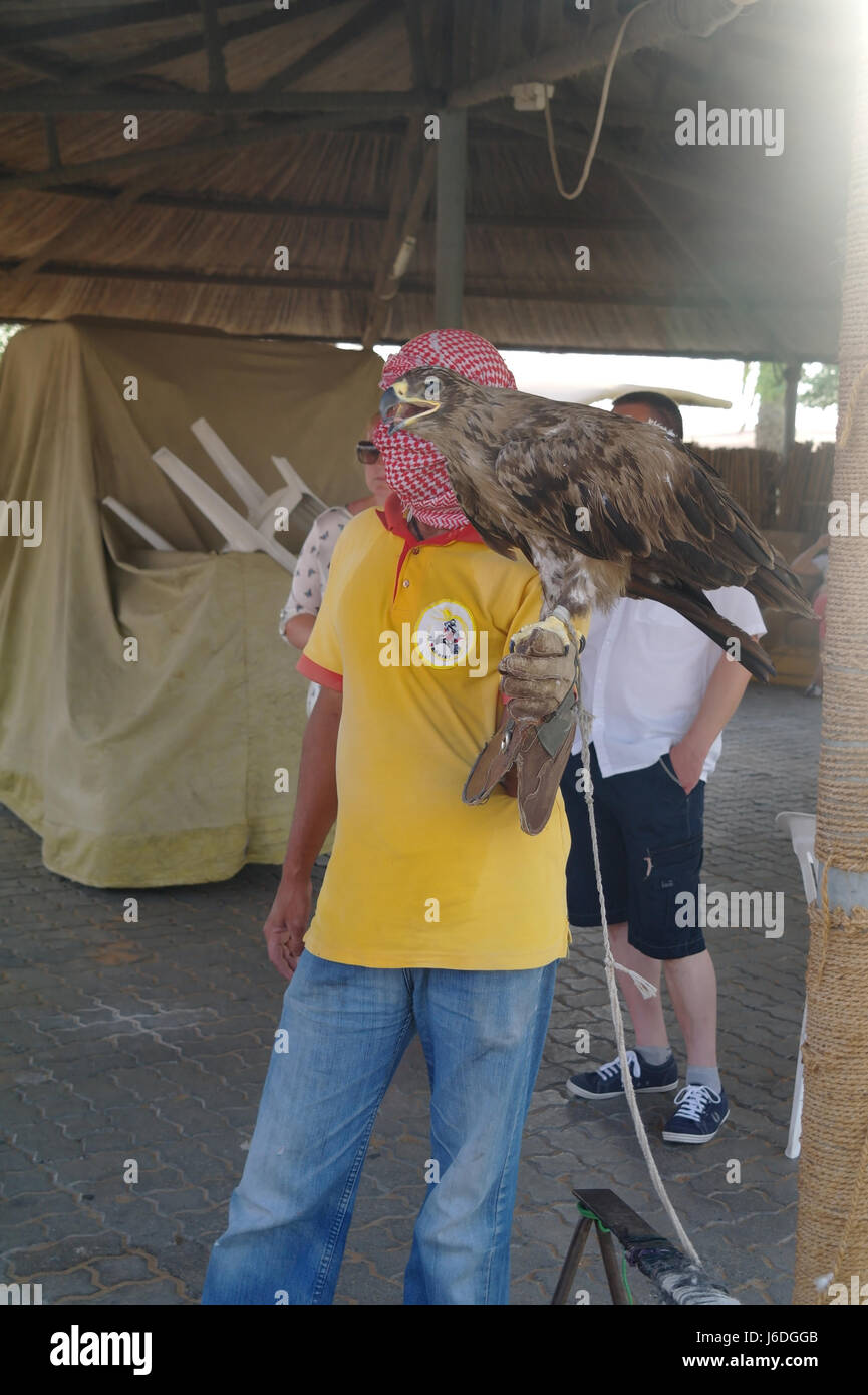 Bird handler, with Common Buzzard on gloved hand, standing in front of ...