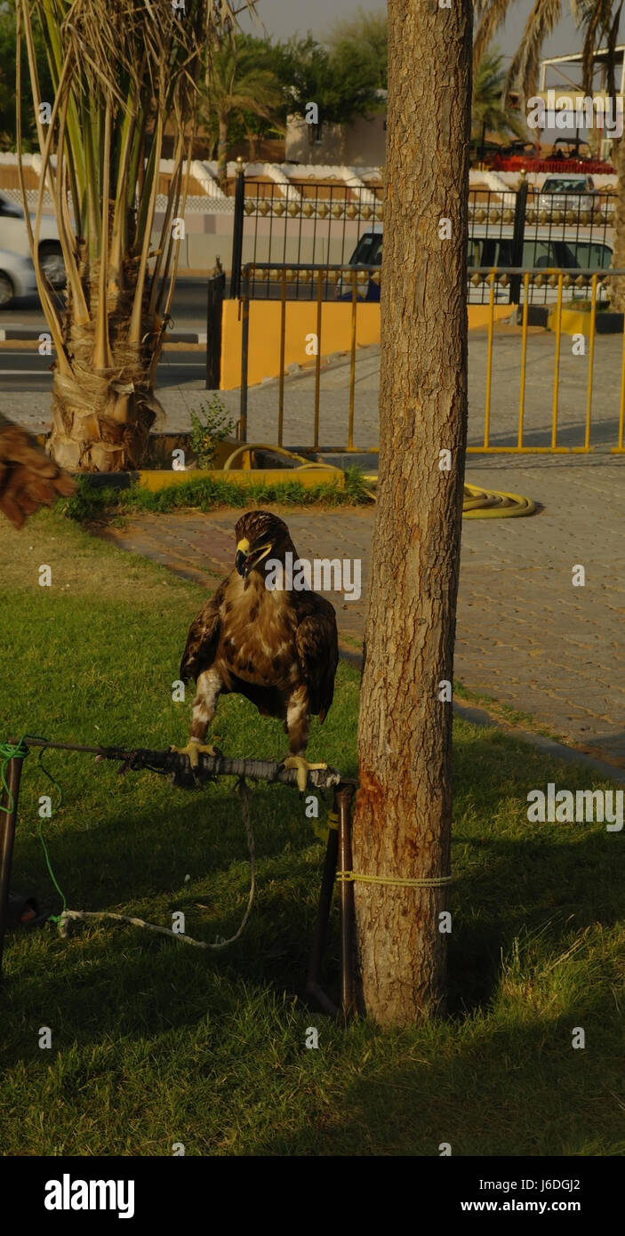 Portrait, across grass to Dubai-Hatta Road, Common Buzzard standing ...