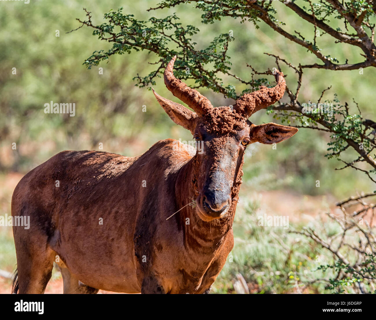 African antelope with curved horns hi-res stock photography and images ...