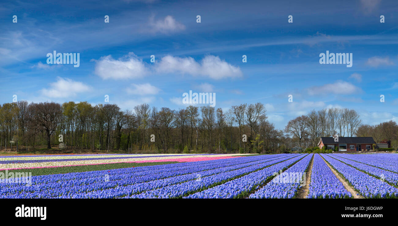Flowers in fields, Lisse, Netherlands Stock Photo - Alamy