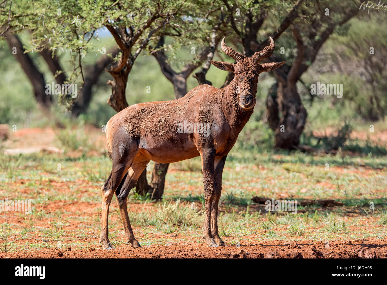 Tsessebe antelope in Southern African savanna Stock Photo - Alamy