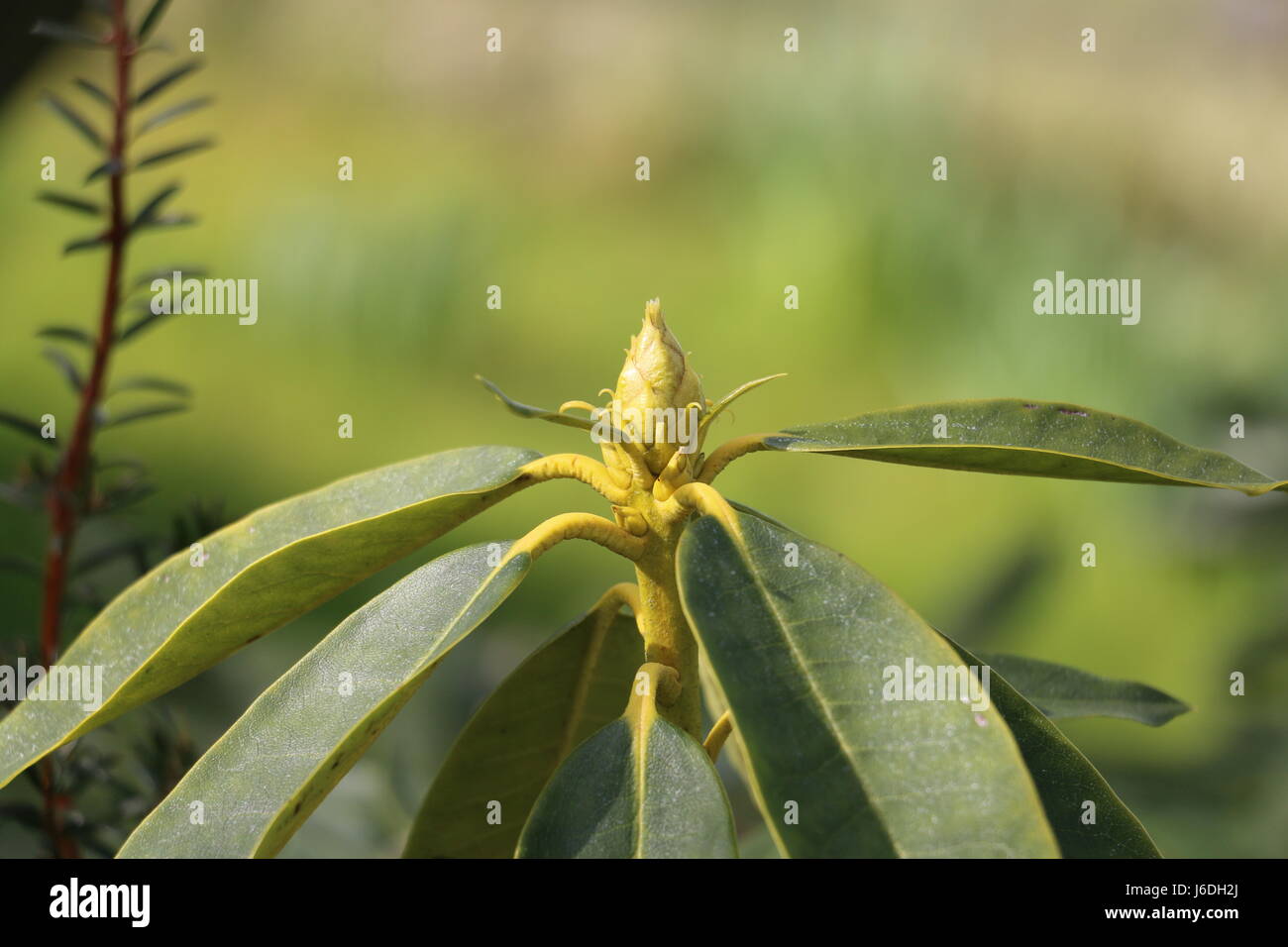 Spirally leaves hi-res stock photography and images - Alamy