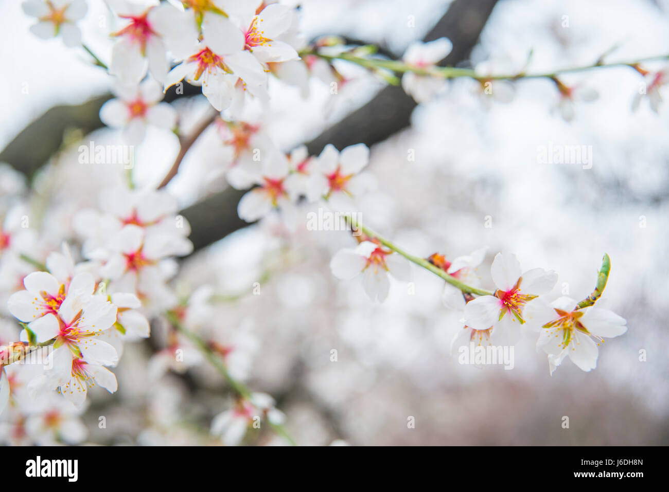 Branch of flowered almond tree. Close view Stock Photo - Alamy