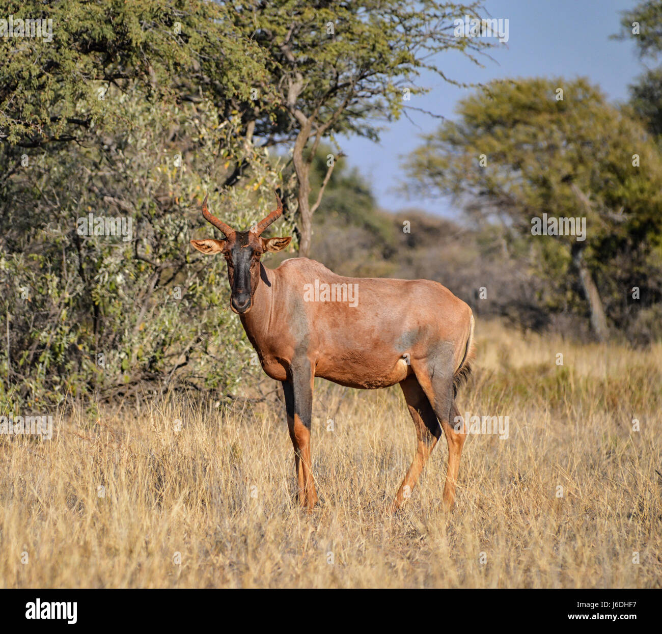 Tsessebe antelope in Southern African savanna Stock Photo - Alamy