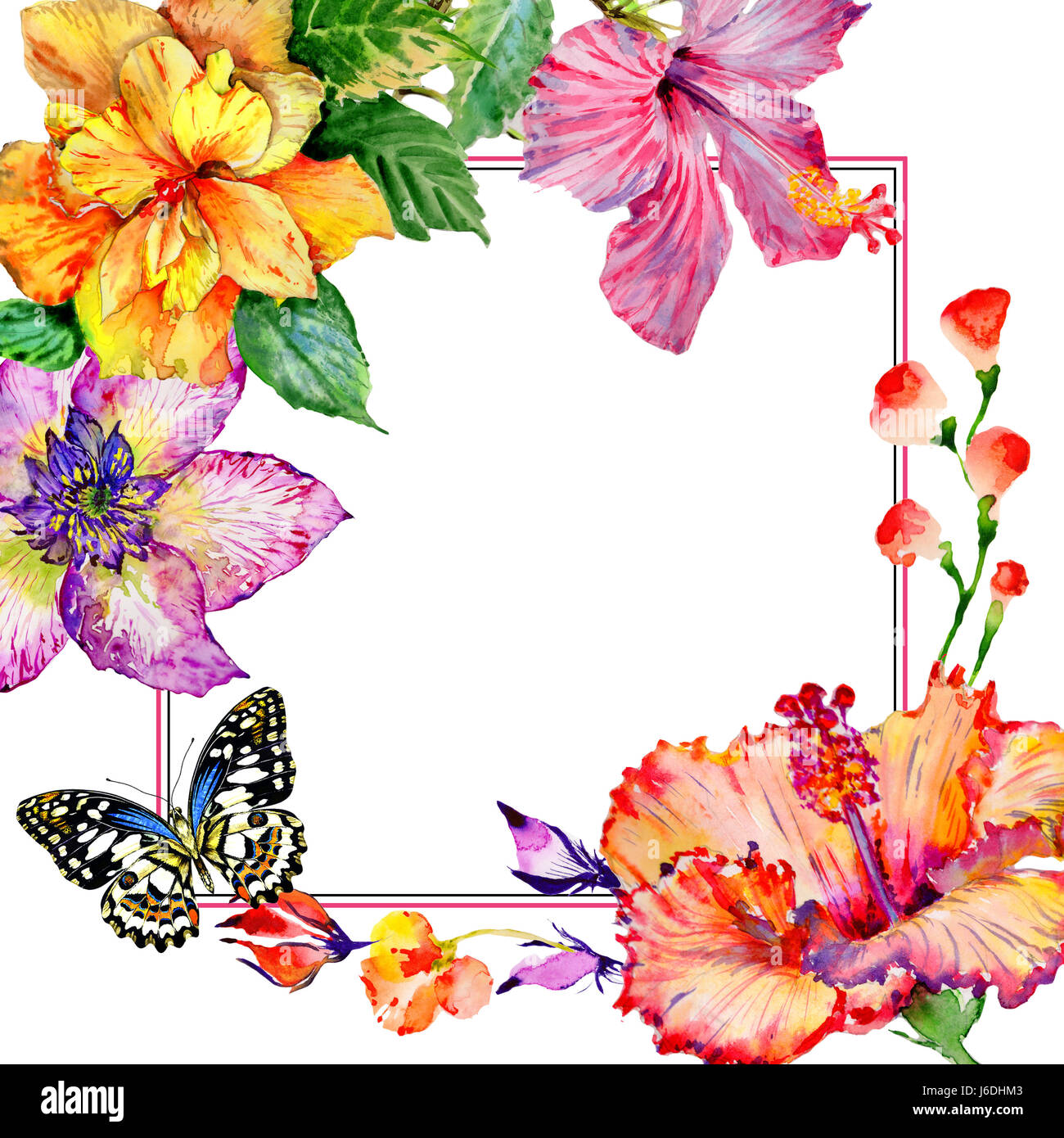 Wildflower hibiscus flower frame in hi-res stock photography and images ...