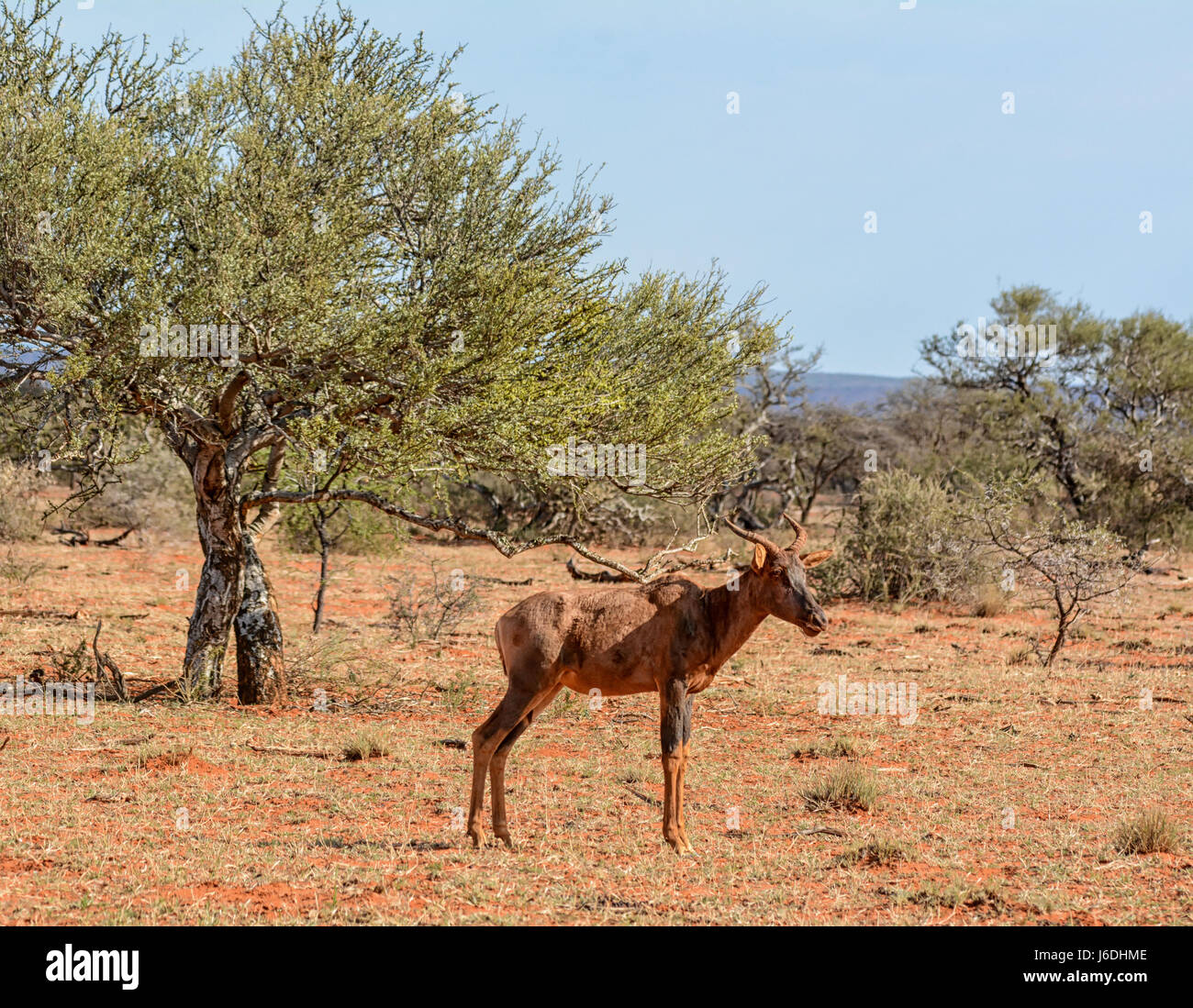 Tsessebe antelope in Southern African savanna Stock Photo - Alamy