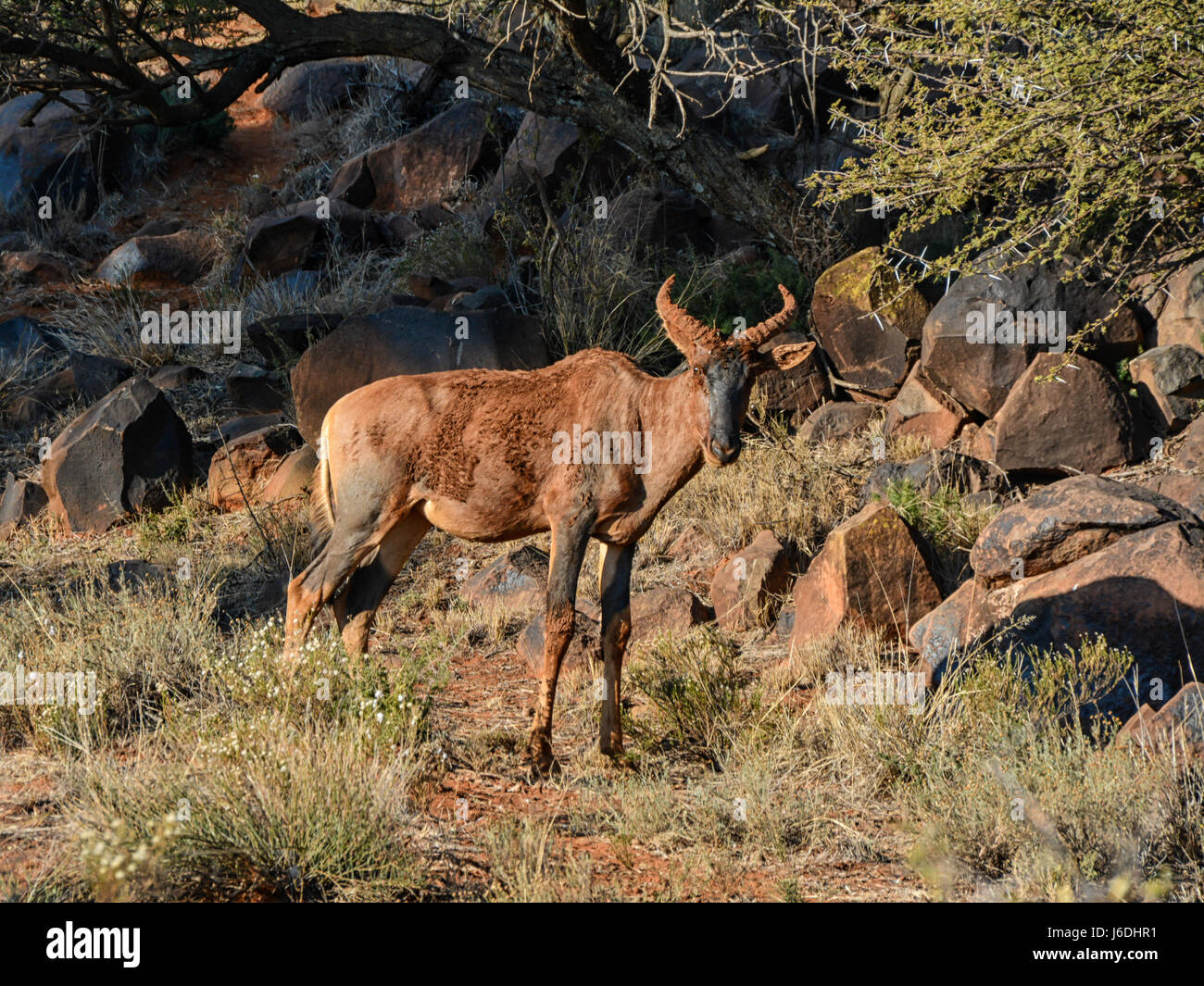 Tsessebe antelope in Southern African savanna Stock Photo - Alamy
