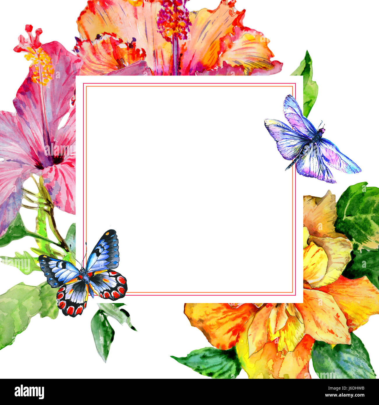 Wildflower hibiscus flower frame in hi-res stock photography and images ...