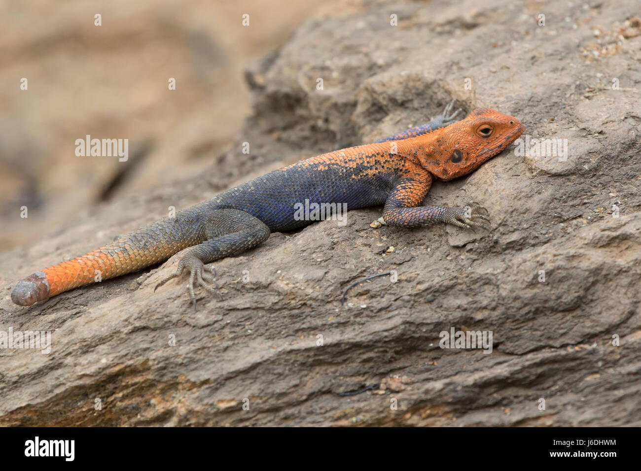 male red-headed rock agama hiding in the rocks on the rocky bank of the ...