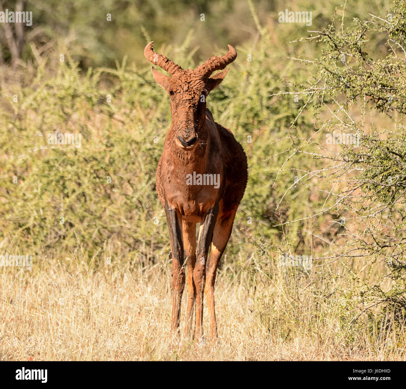 African antelope with curved horns hi-res stock photography and images ...