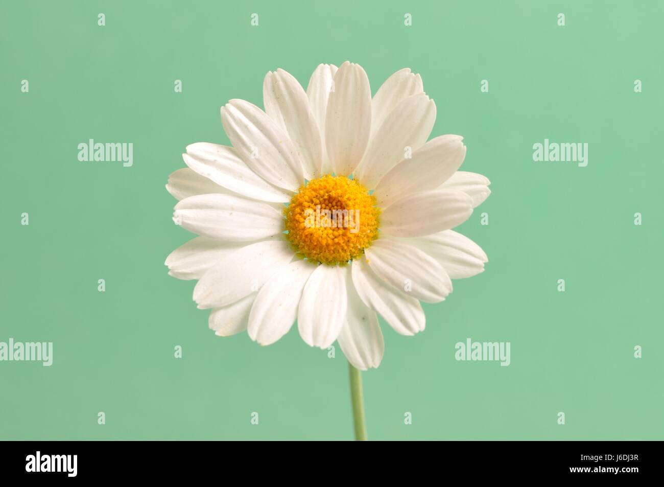 White daisy, studio shot Stock Photo - Alamy