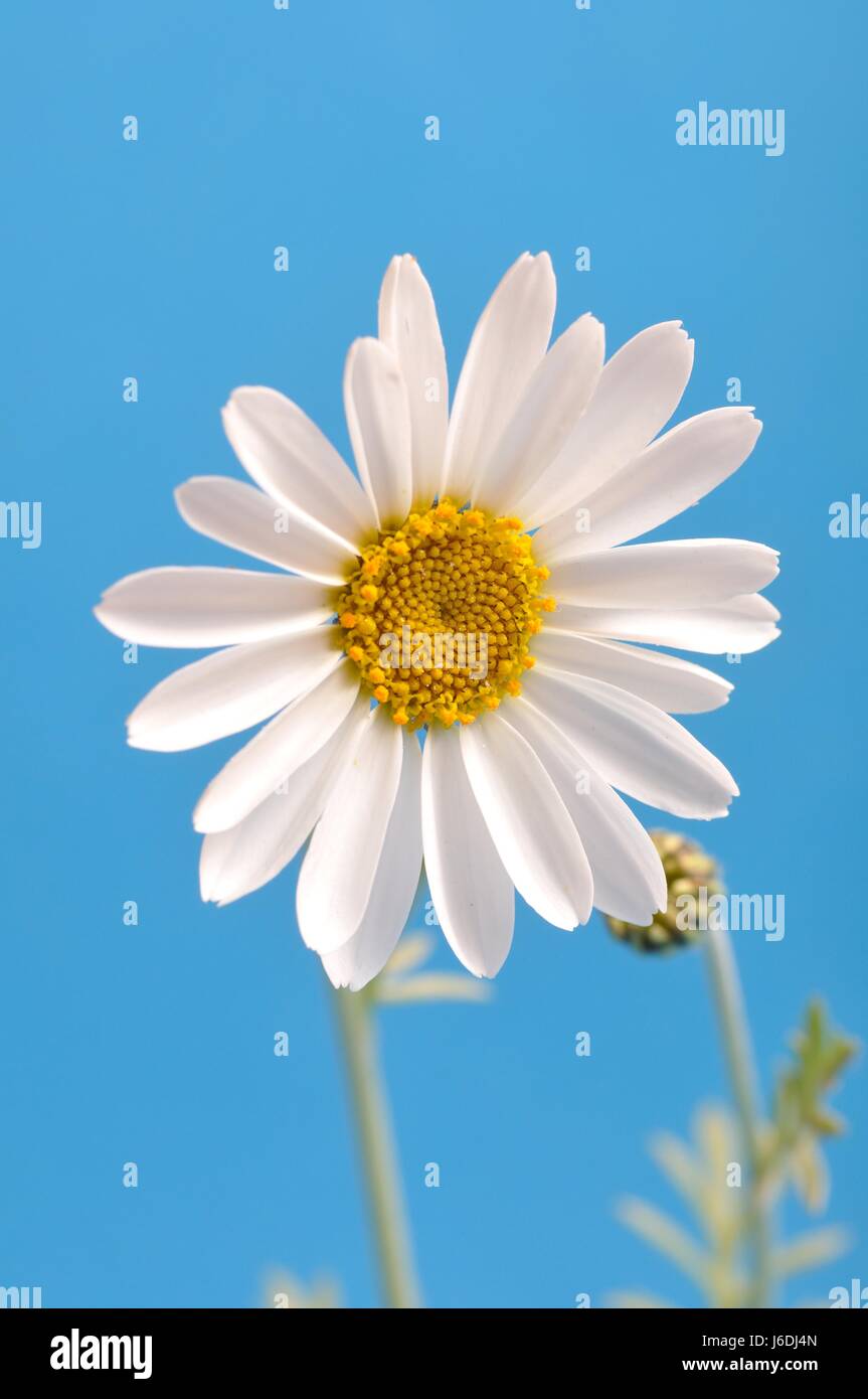 White daisy, studio shot Stock Photo - Alamy