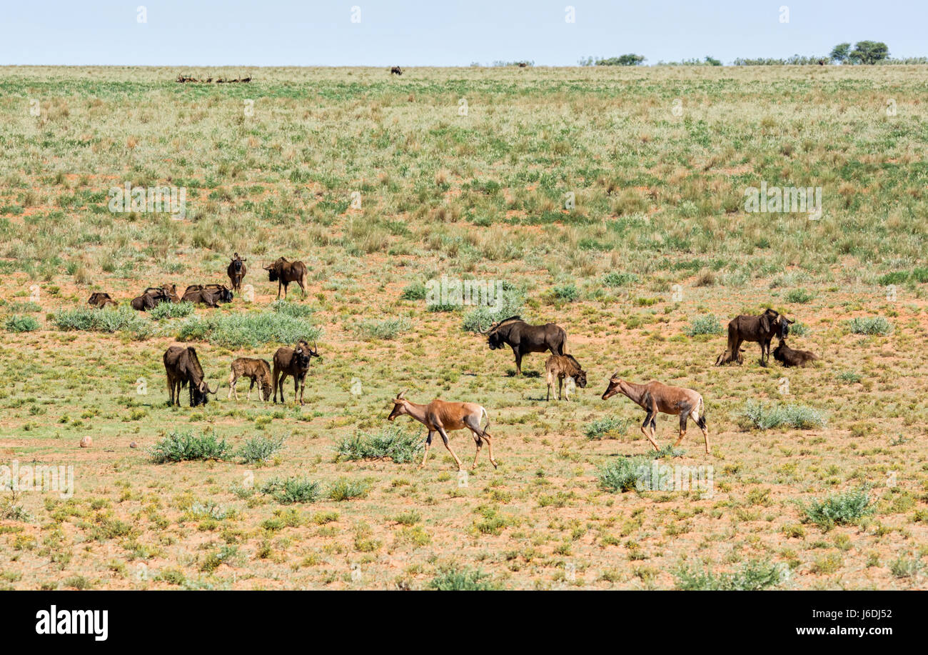 Tsessebe and Black Wildebeest antelope in Southern African savanna ...