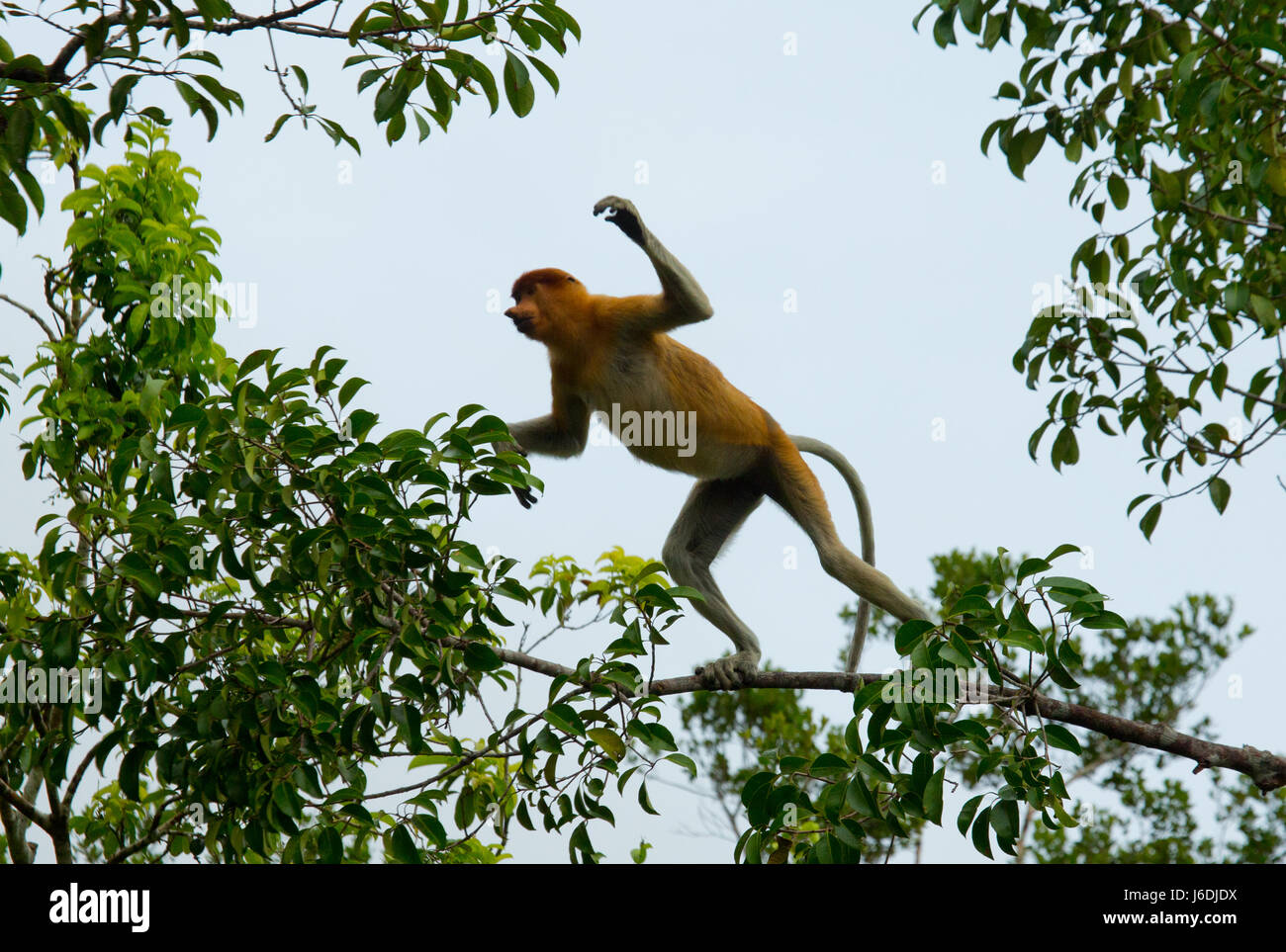 The proboscis monkey is jumping from tree to tree in the jungle ...