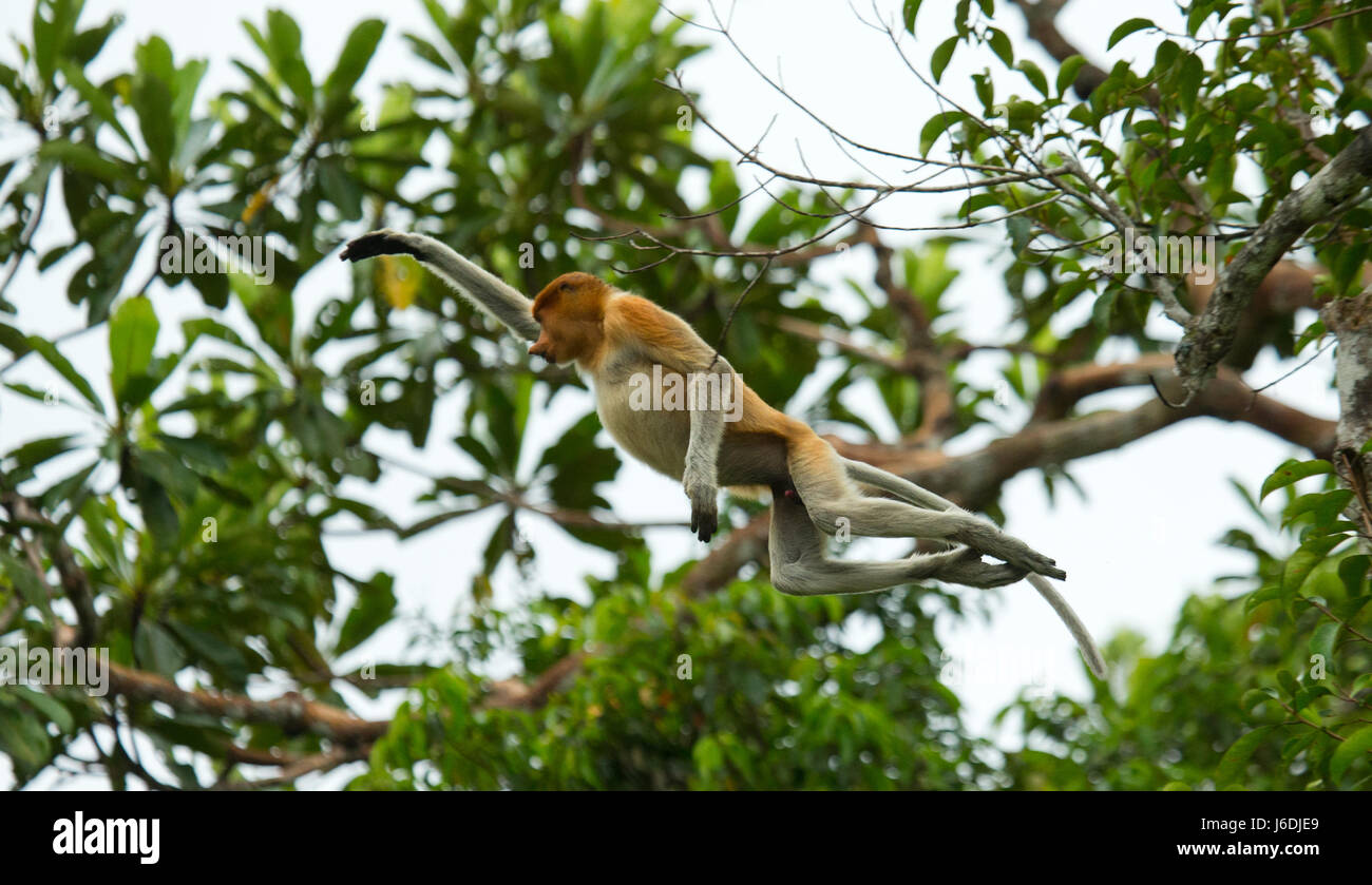 The proboscis monkey is jumping from tree to tree in the jungle ...