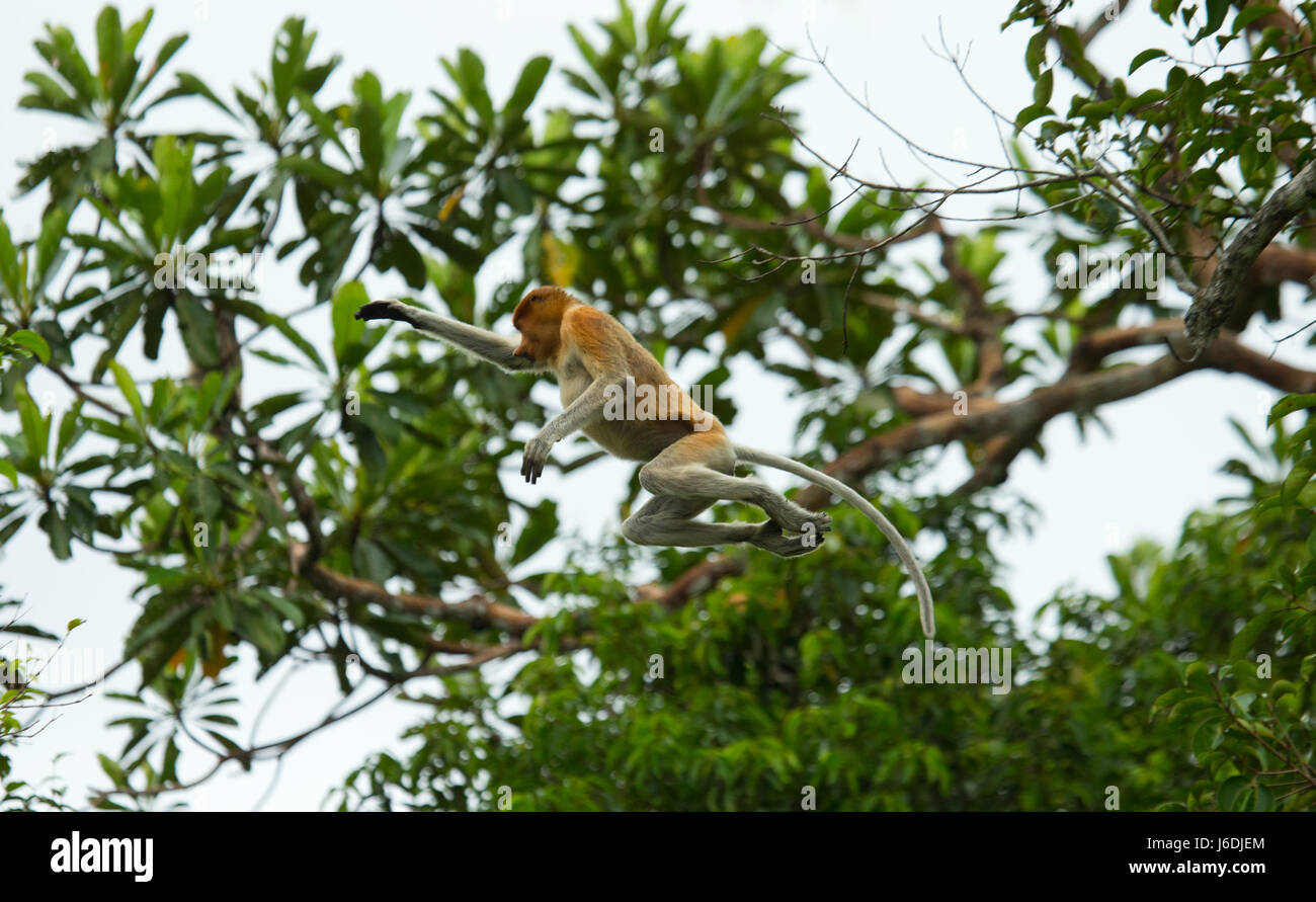 The proboscis monkey is jumping from tree to tree in the jungle ...