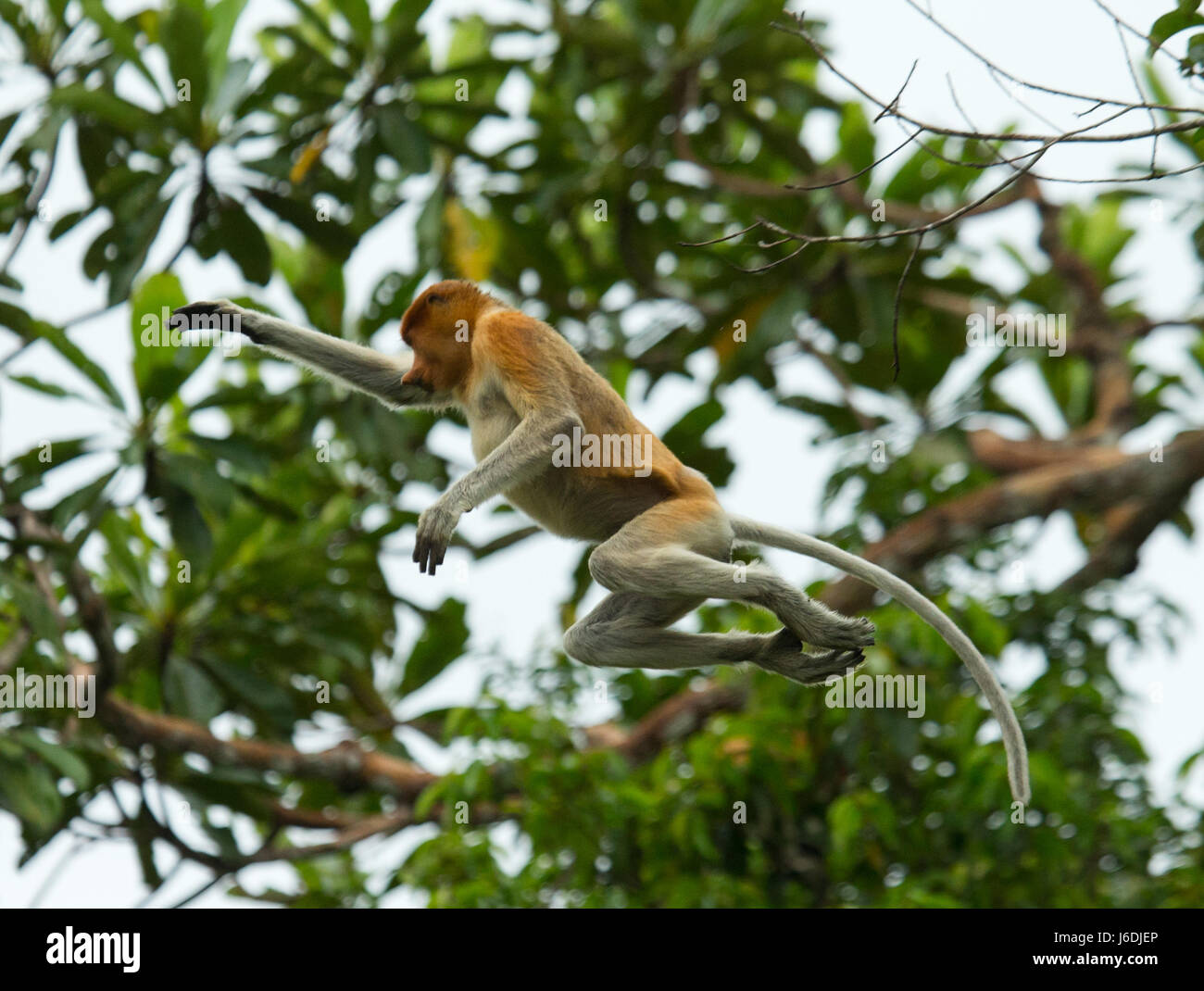 The proboscis monkey is jumping from tree to tree in the jungle ...