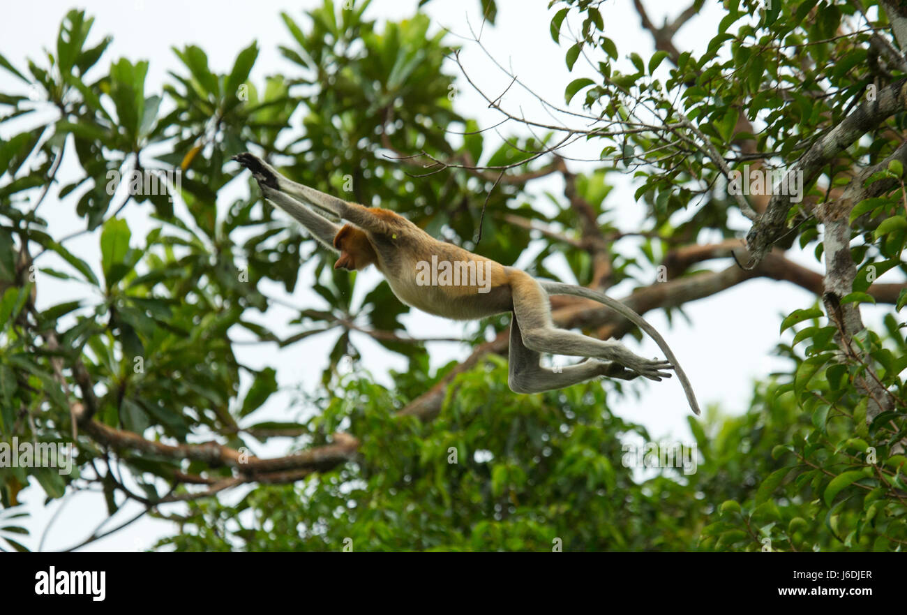 The proboscis monkey is jumping from tree to tree in the jungle ...