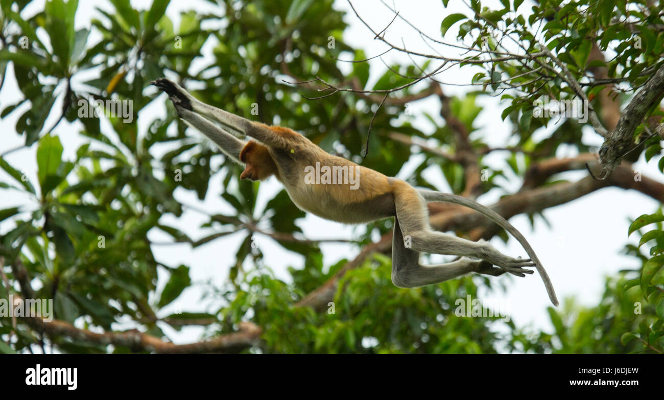 The proboscis monkey is jumping from tree to tree in the jungle ...