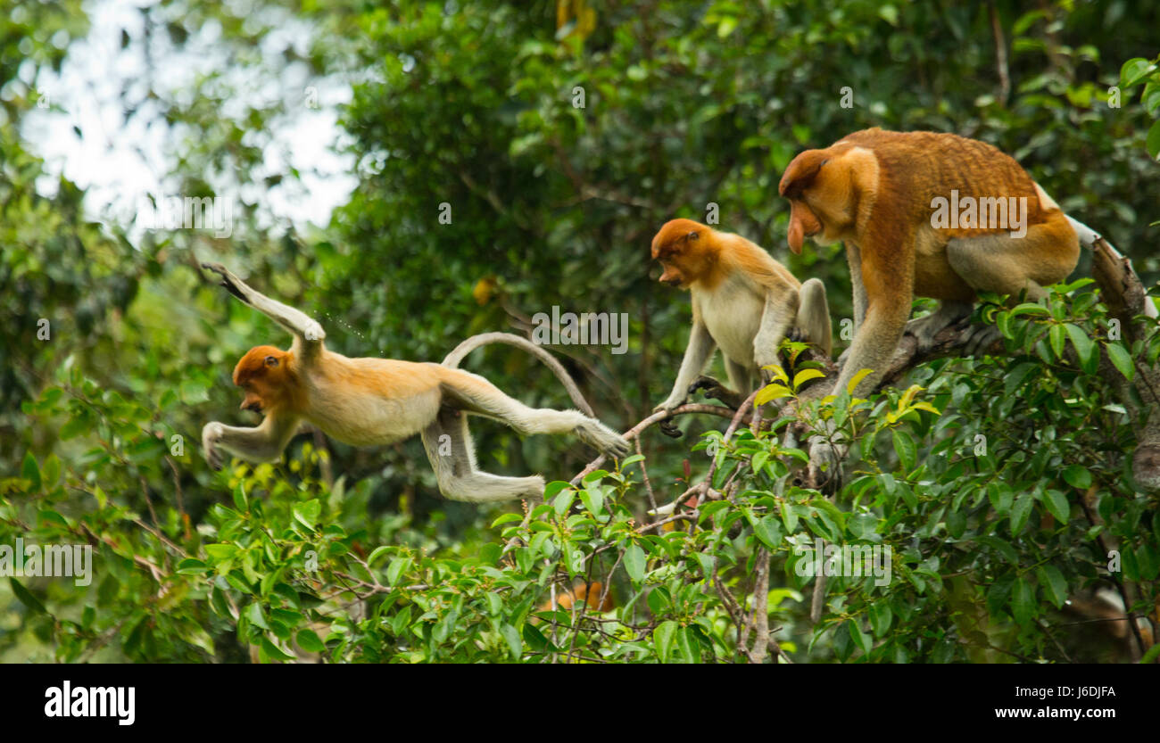Family of proboscis monkeys sitting in a tree in the jungle. Indonesia ...