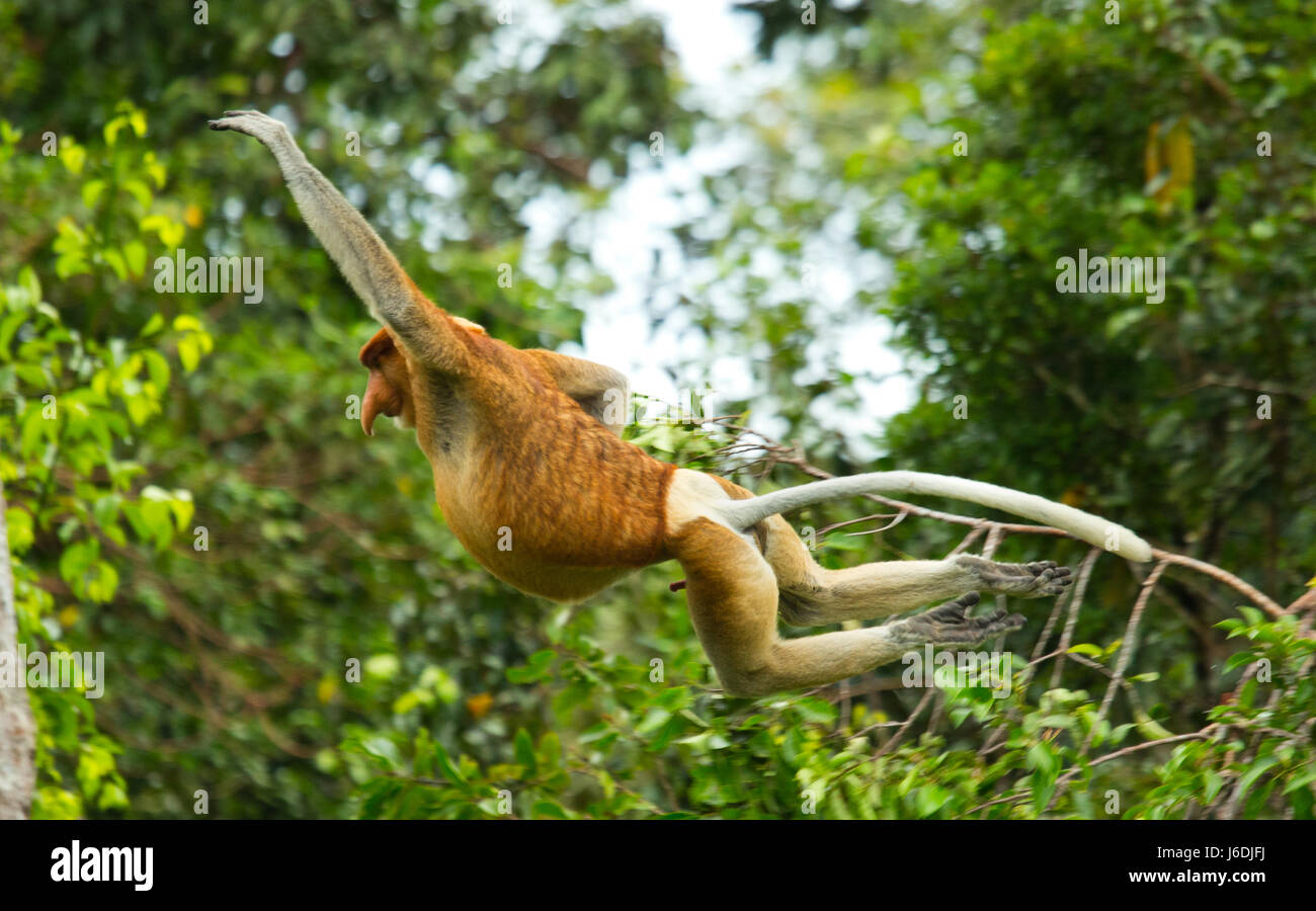 The proboscis monkey is jumping from tree to tree in the jungle ...