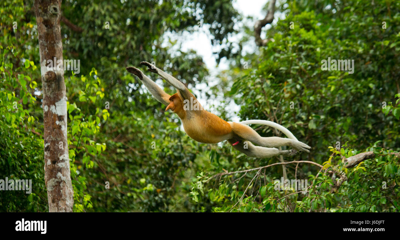The proboscis monkey is jumping from tree to tree in the jungle ...