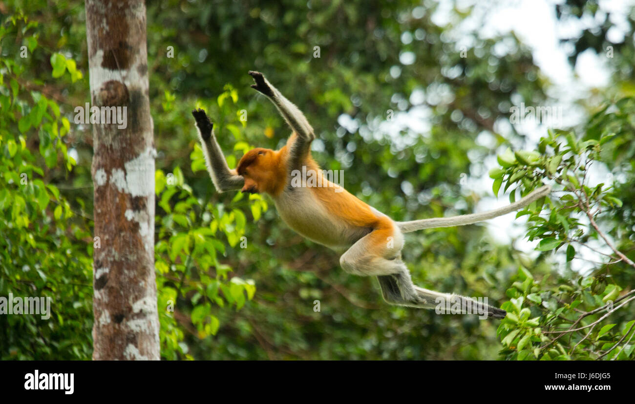 The proboscis monkey is jumping from tree to tree in the jungle ...