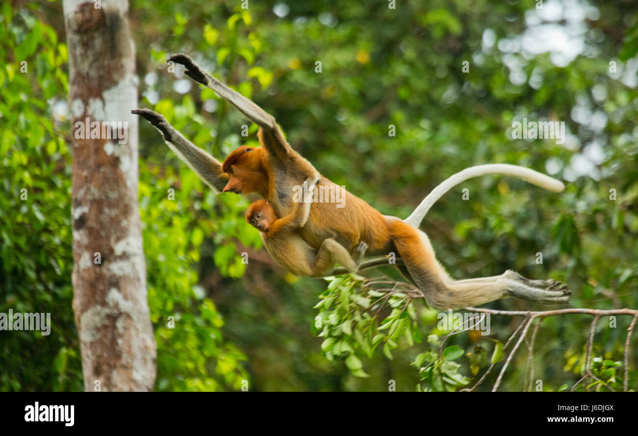 The female proboscis monkey with a baby of jumping from tree to tree in ...