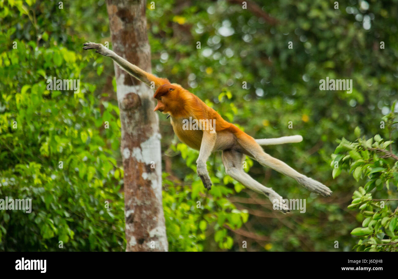 The proboscis monkey is jumping from tree to tree in the jungle ...